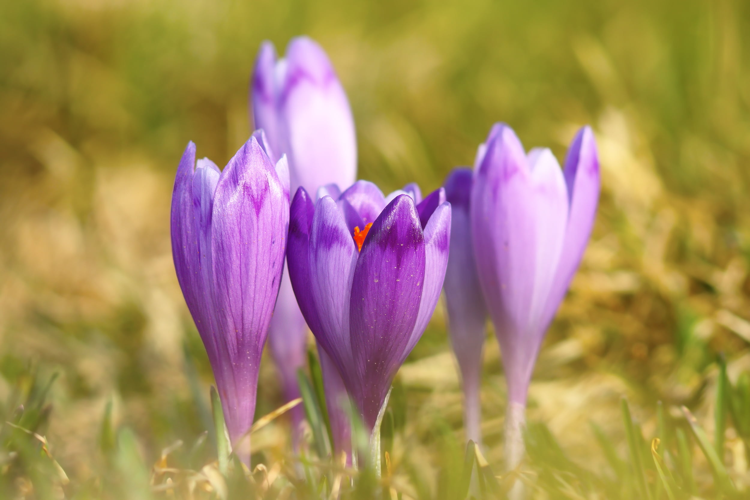15 CROCUS Saffron Crocus (Crocus Sativus), 7/+ cm Bulbs - Walmart ...