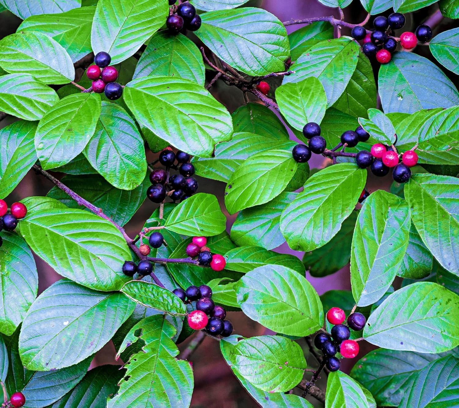 15 Carolina Buckthorn Seeds for Planting - Indian Cherry - Rhamnus ...