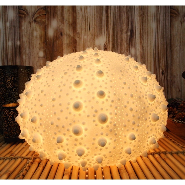 15"D Beach Ocean White Sea Urchin Shell Light Up Frosted Glass Natural ...