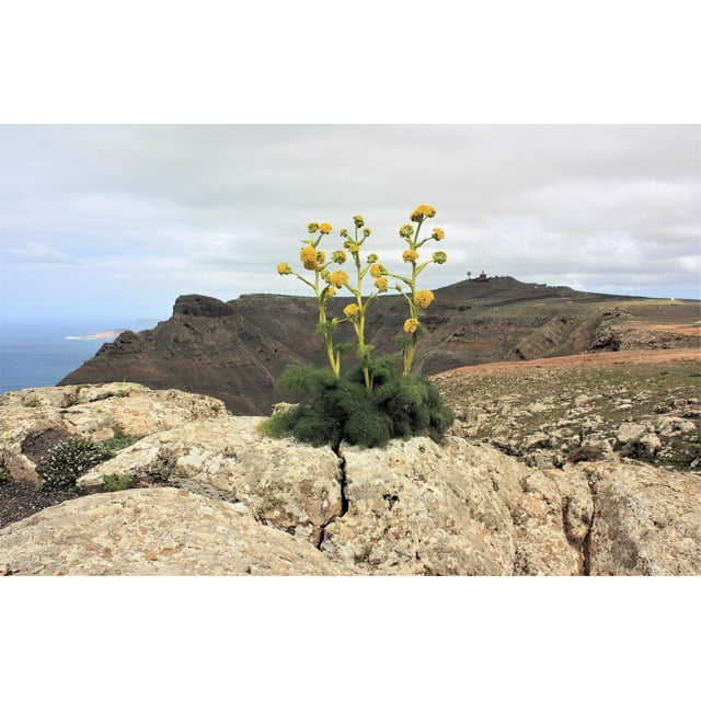 15 GIANT FENNEL Ferula Communis Gigantea Yellow Flower Herb Seeds ...