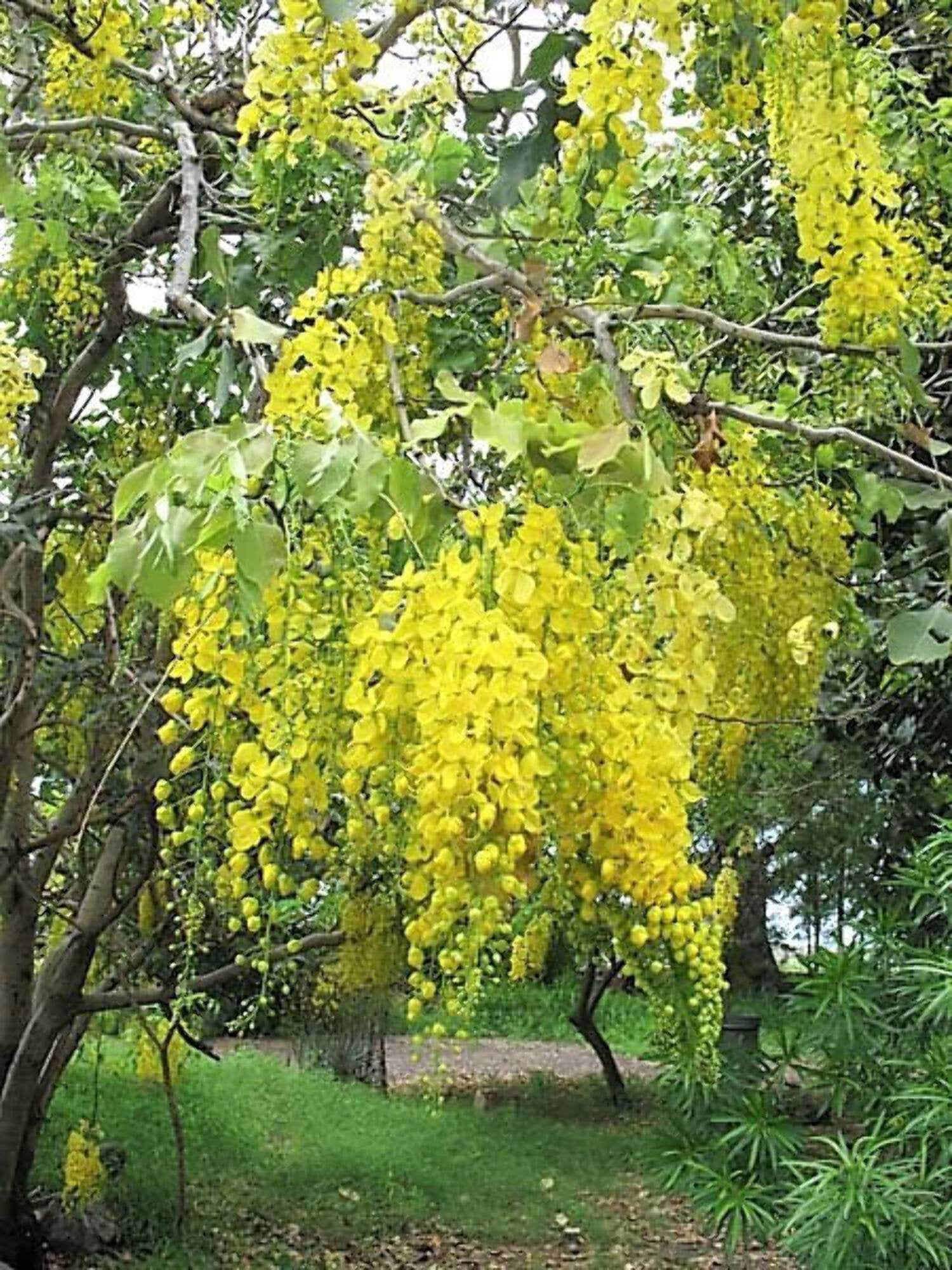 15 GOLDEN SHOWER TREE Gold Rush Yellow Cassia Fistula Flower Seeds ...