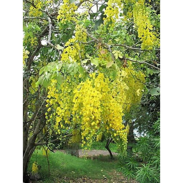 15 GOLDEN SHOWER TREE Gold Rush Yellow Cassia Fistula Flower Seeds - Walmart.com