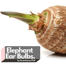 Garden State Bulb Black Magic Taro Elephant Ear Bulbs 5" to 7 ...