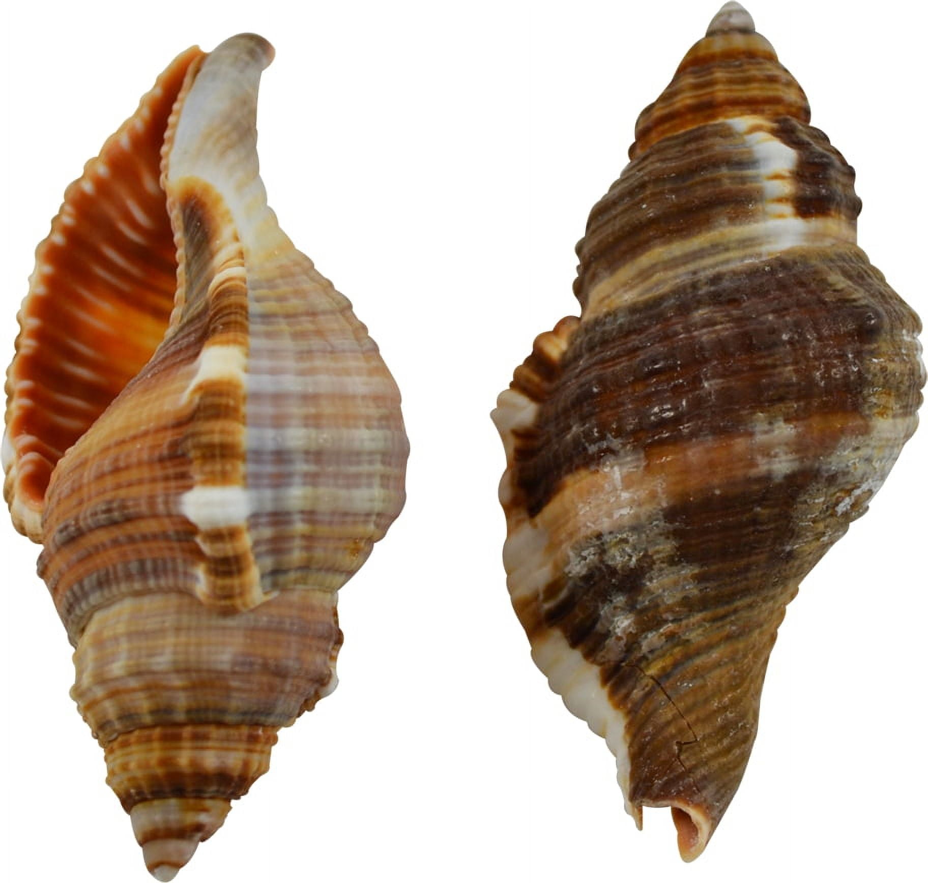 15 Hairy Triton Shells 2-3" Nautical Coastal Decor (Set of 15 ...