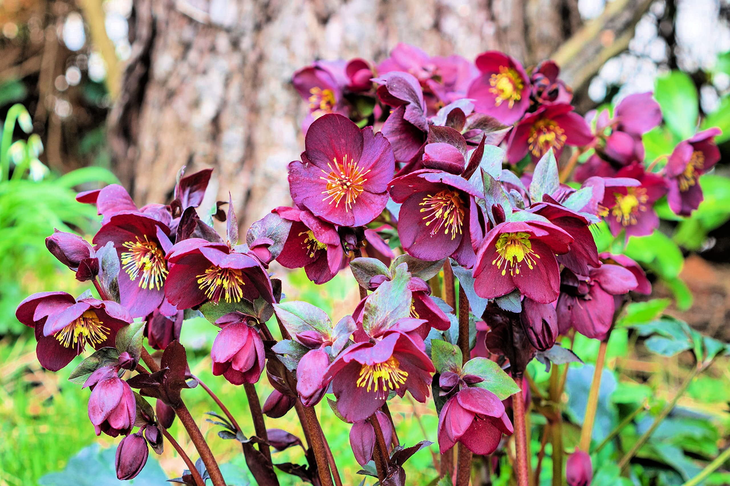 CZ Grain, Lenten Rose Seeds, Helleborus orientalis, Rare Flower ...