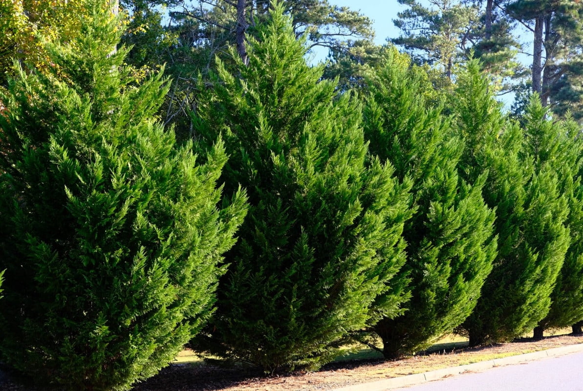 15 Leyland Cypress Trees/Shrubs Live Plants 6-12" Tall in 2.5" Pots ...