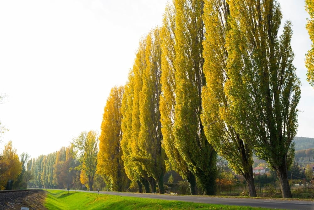 15 Lombardy Poplar Trees for Planting - Great for Privacy, Wind Block ...