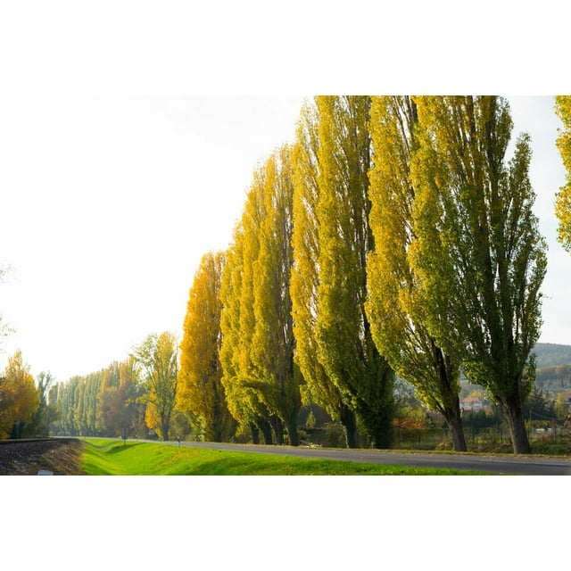 15 Lombardy Poplar Trees for Planting - Great for Privacy, Wind Block ...