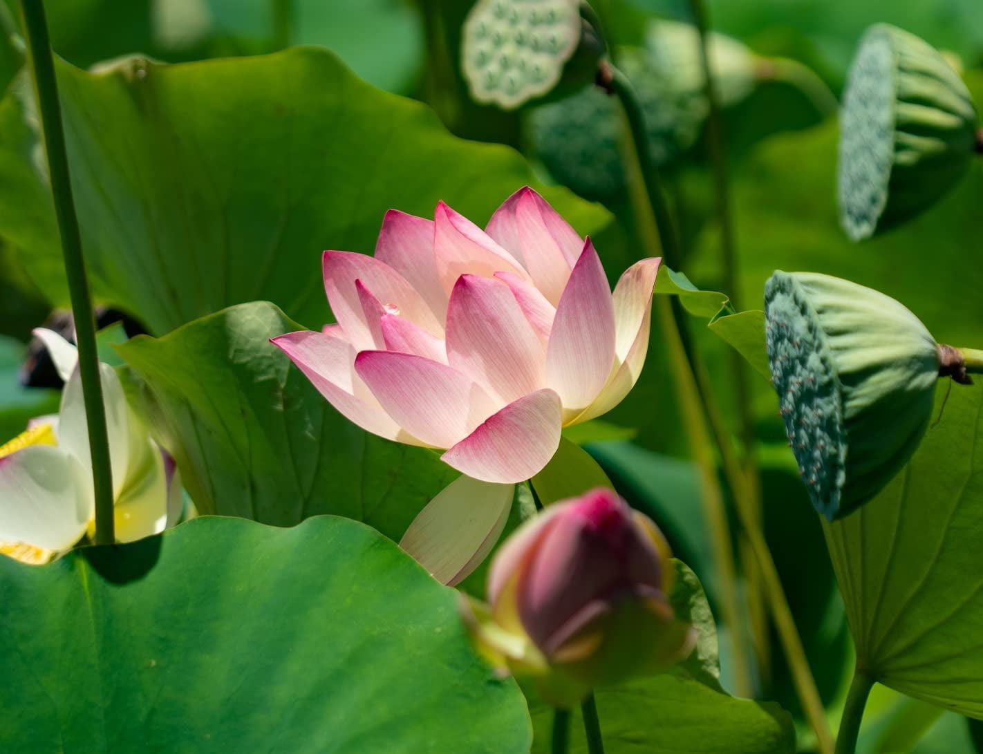 15 Multicolor Lotus Seeds - Easy to Grow Aquatic Plant for Koi Ponds ...