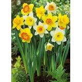 15 Large Easy Grow Fresh Daffodil Bulbs - Mix Color Trumpet & Cupped ...
