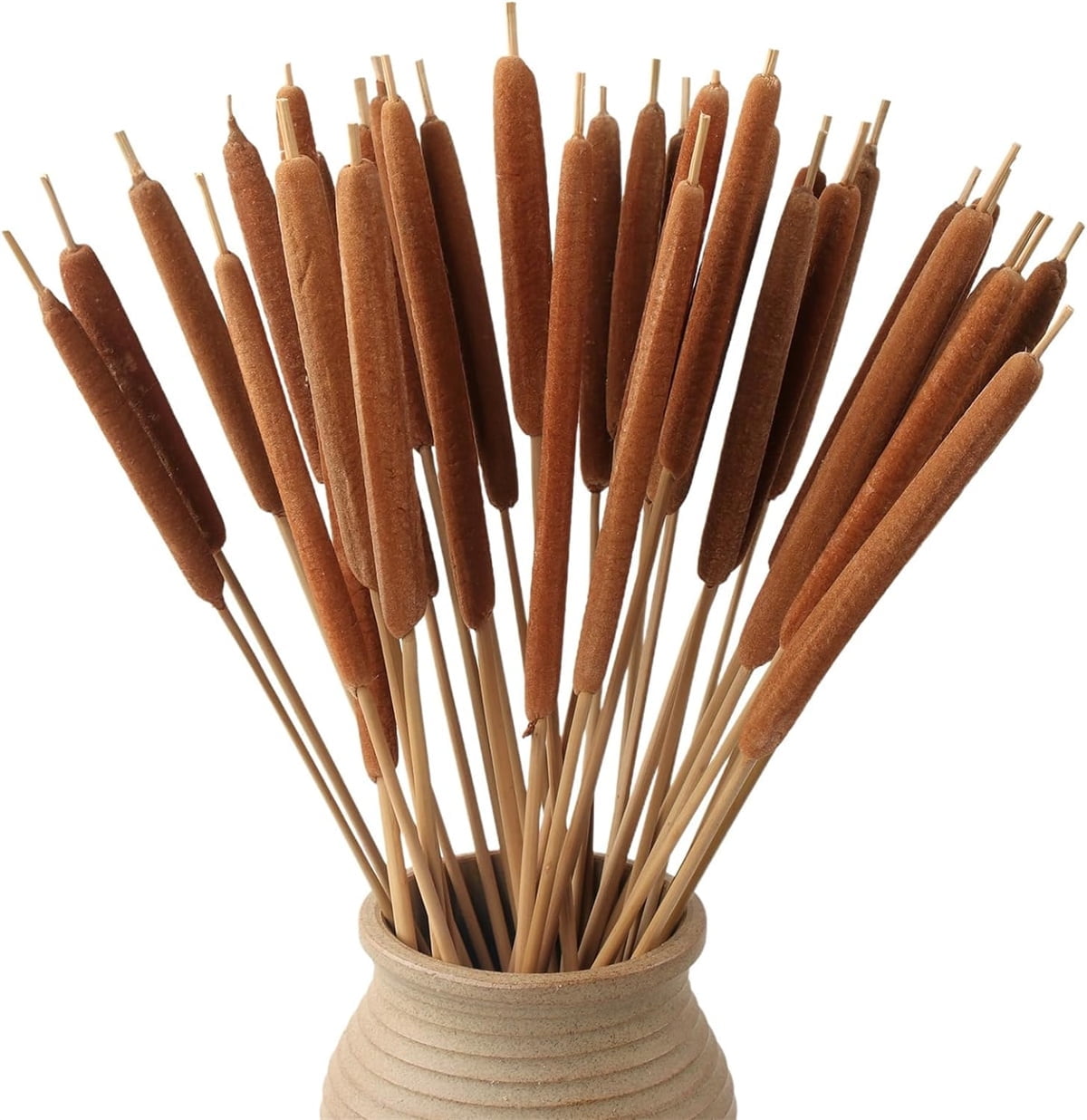 15 PCS Dried Natural Cattails,Real Broadleaf Cattails Floral Stems,17 ...
