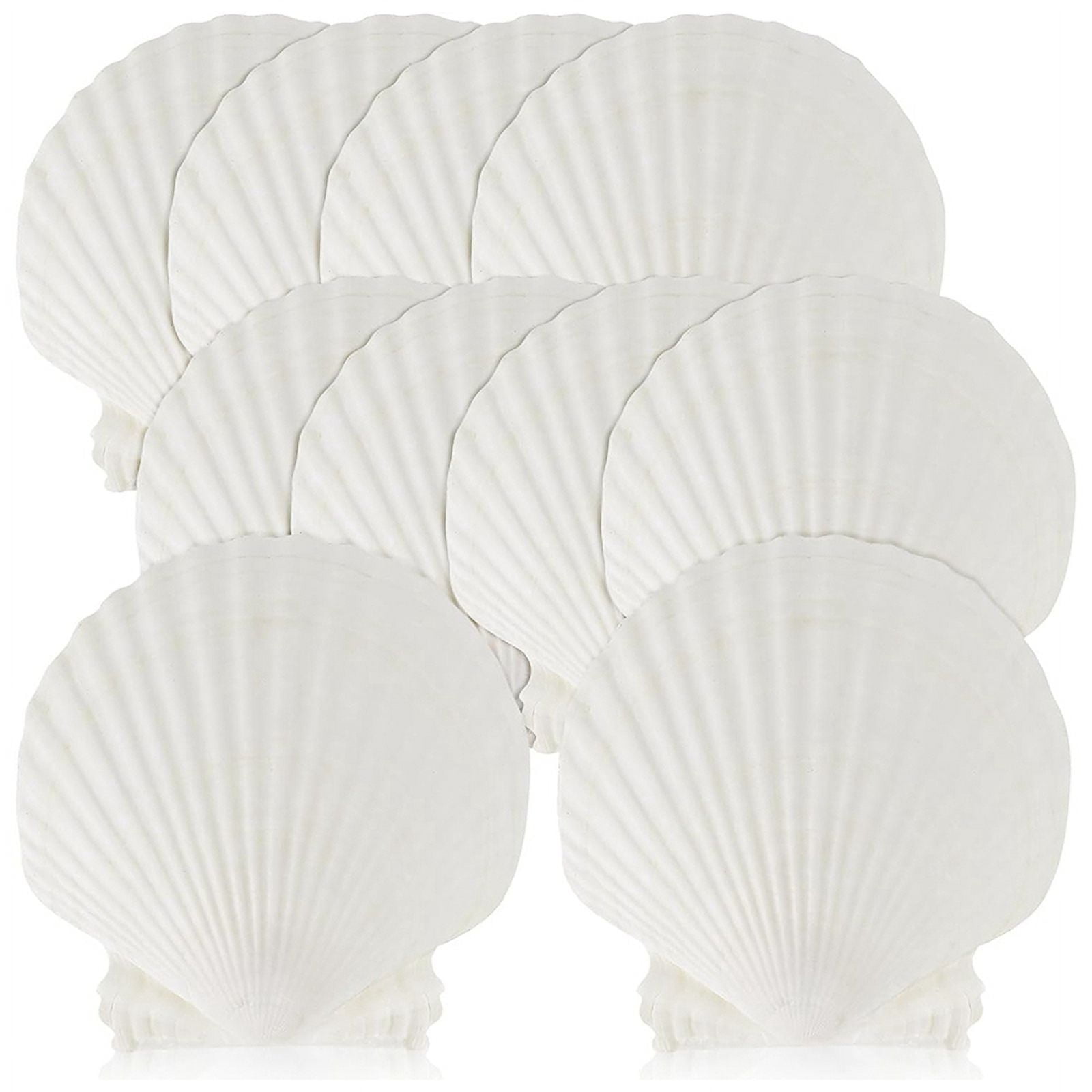 Quaqdae 15 PCS Natural Sea Shell Large White, 4-4.7 Inch Scallop Shells ...