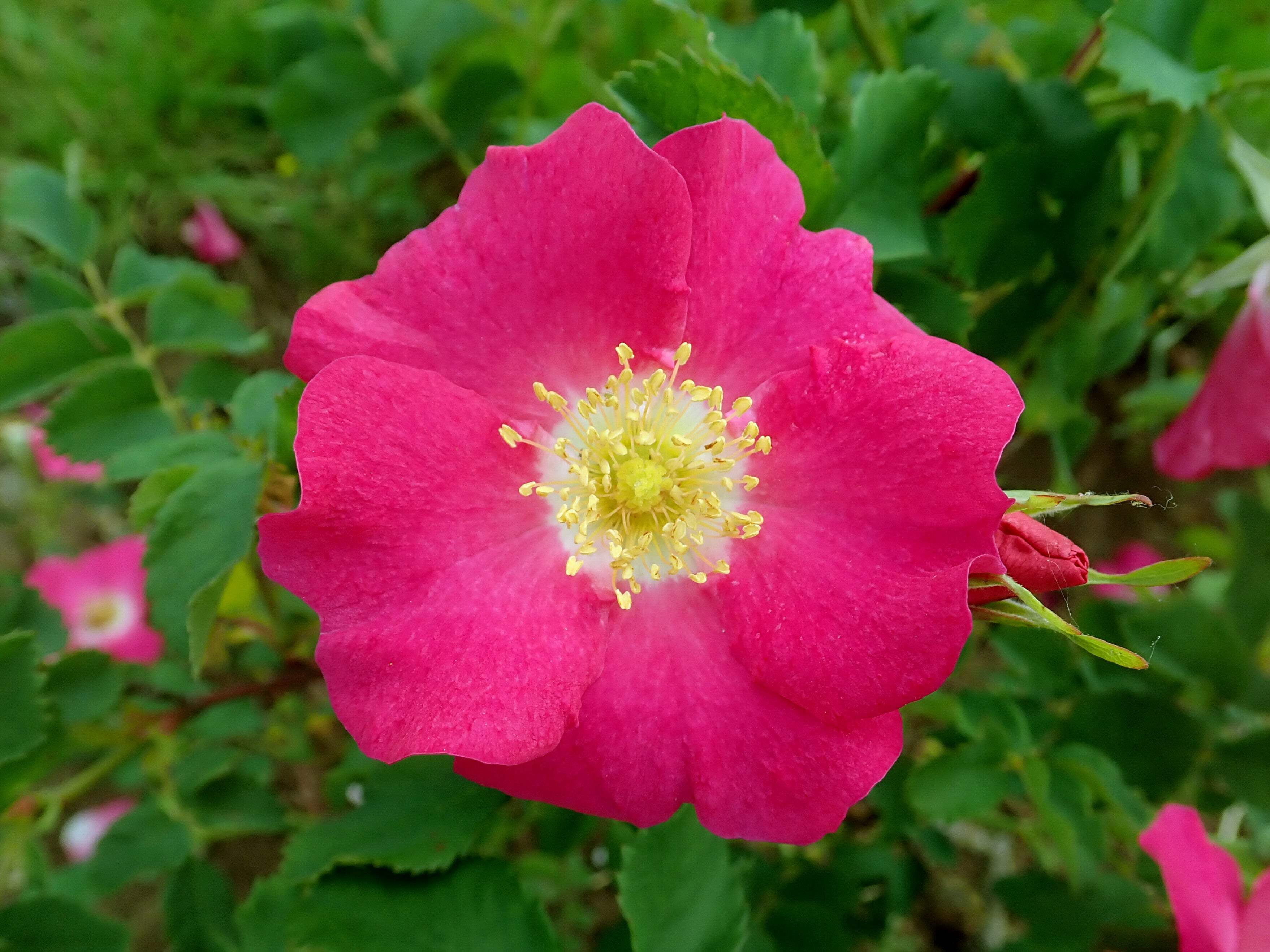 15 PRAIRIE ROSE Bright Pink Arkansas Rosa Arkansana Flower Seeds ...