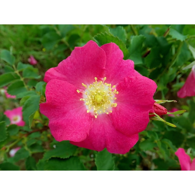 15 PRAIRIE ROSE Bright Pink Arkansas Rosa Arkansana Flower Seeds ...