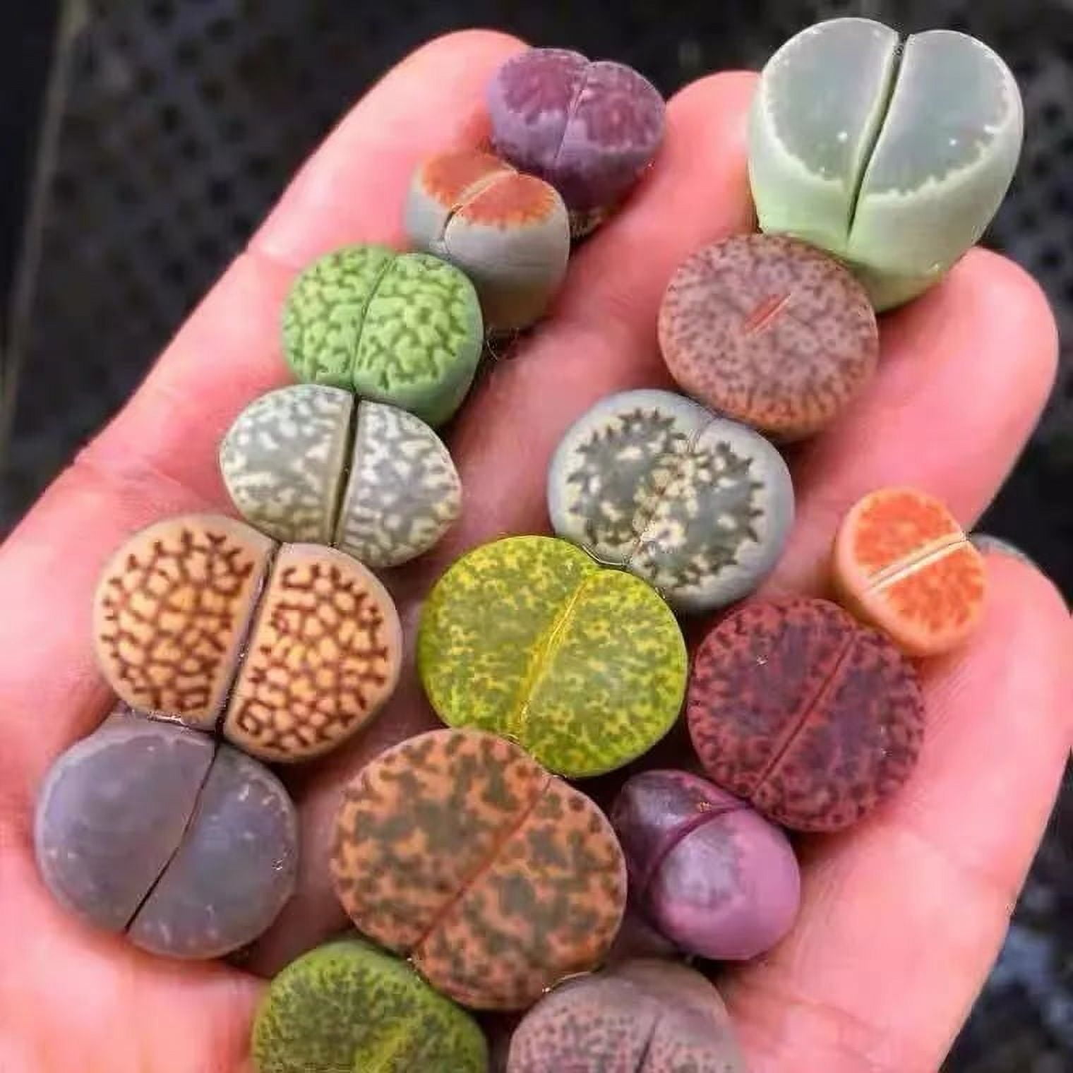 15 Pcs Rare Lithops Collection Living Stone Plant Houseplant Pebble ...