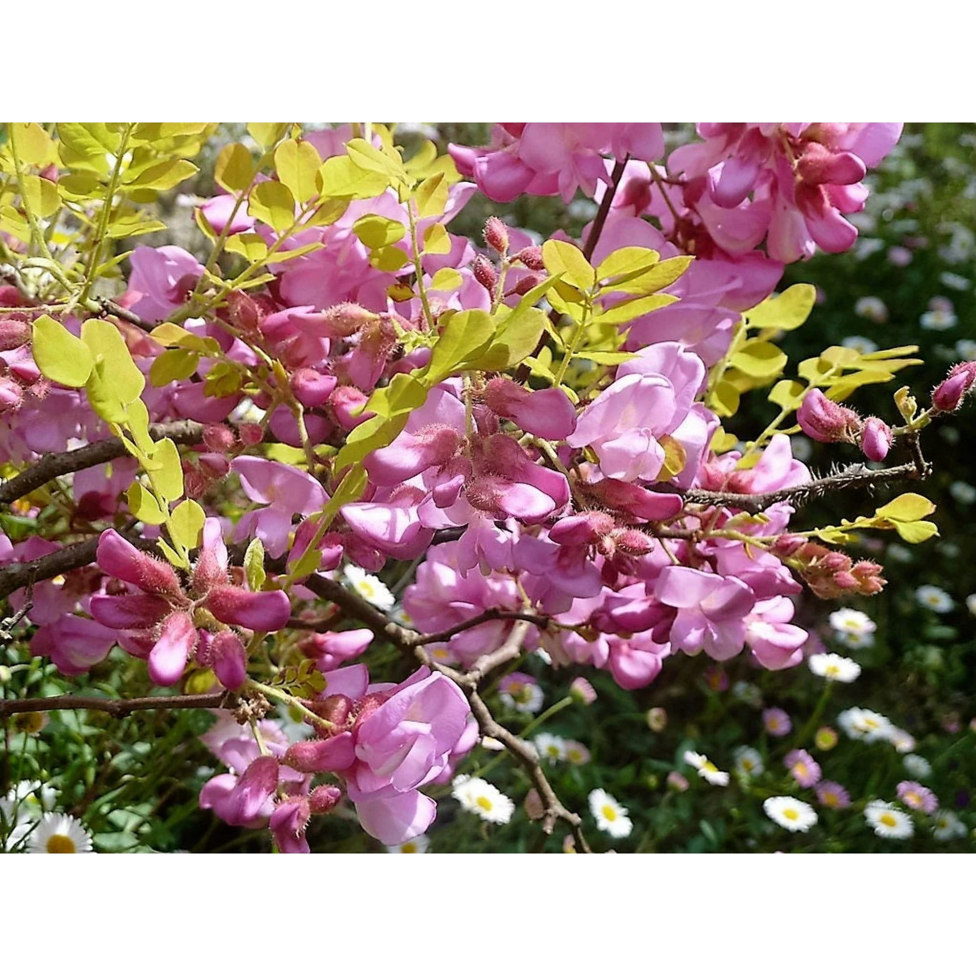 Pink Flowering Locust With Thorns