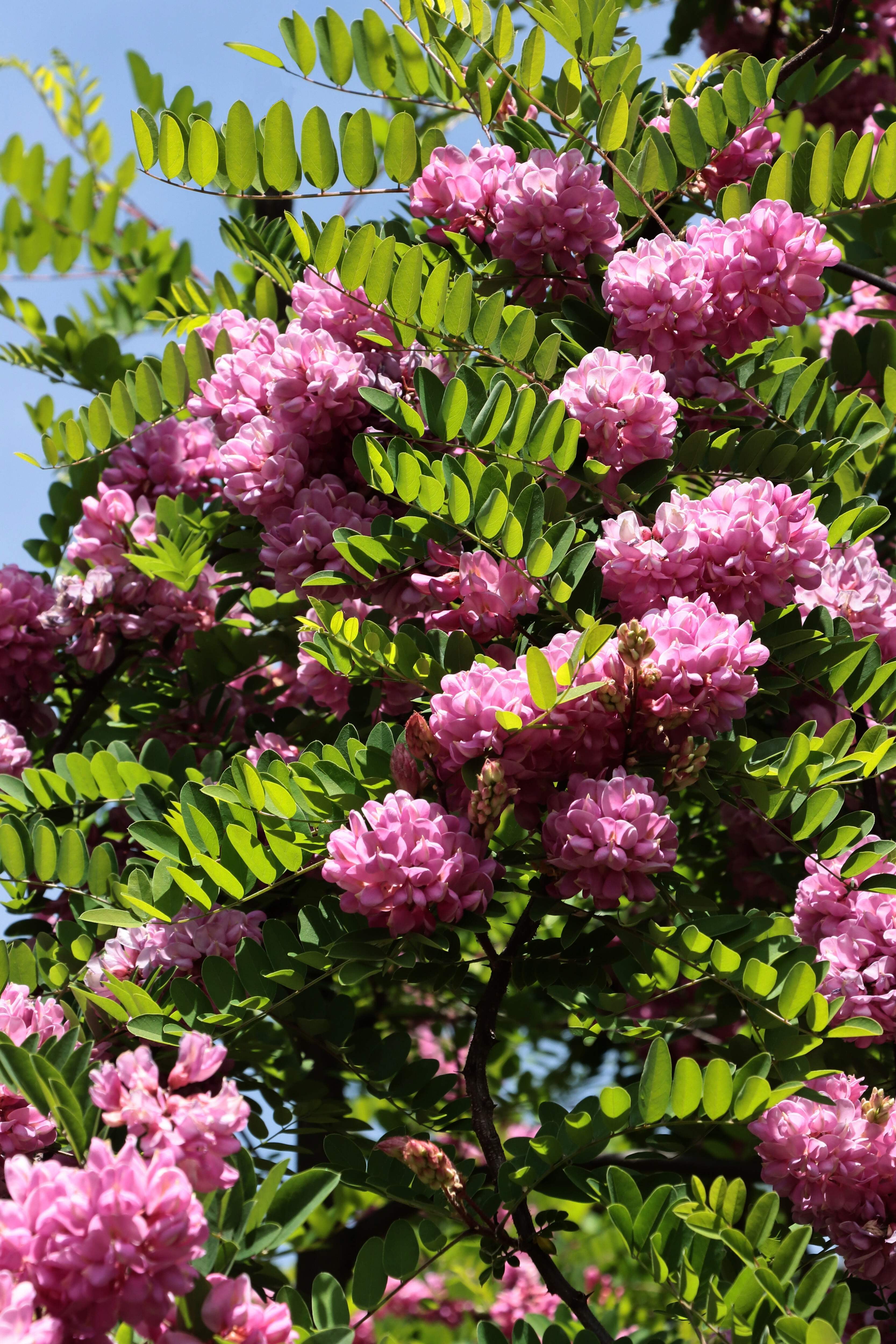 15 ROSE LOCUST / Pink ACACIA Flower Robinia Hispida Fertilis Tree Shrub ...