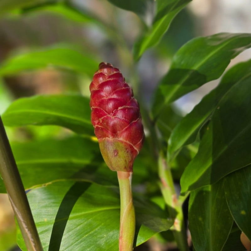 15 Roots Shampoo Ginger Ready to Grow Tropical Perennial Plant with ...