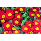 15 SCARLET ENGLISH PRIMROSE Red Primula Vulgaris Part Shade Houseplant ...
