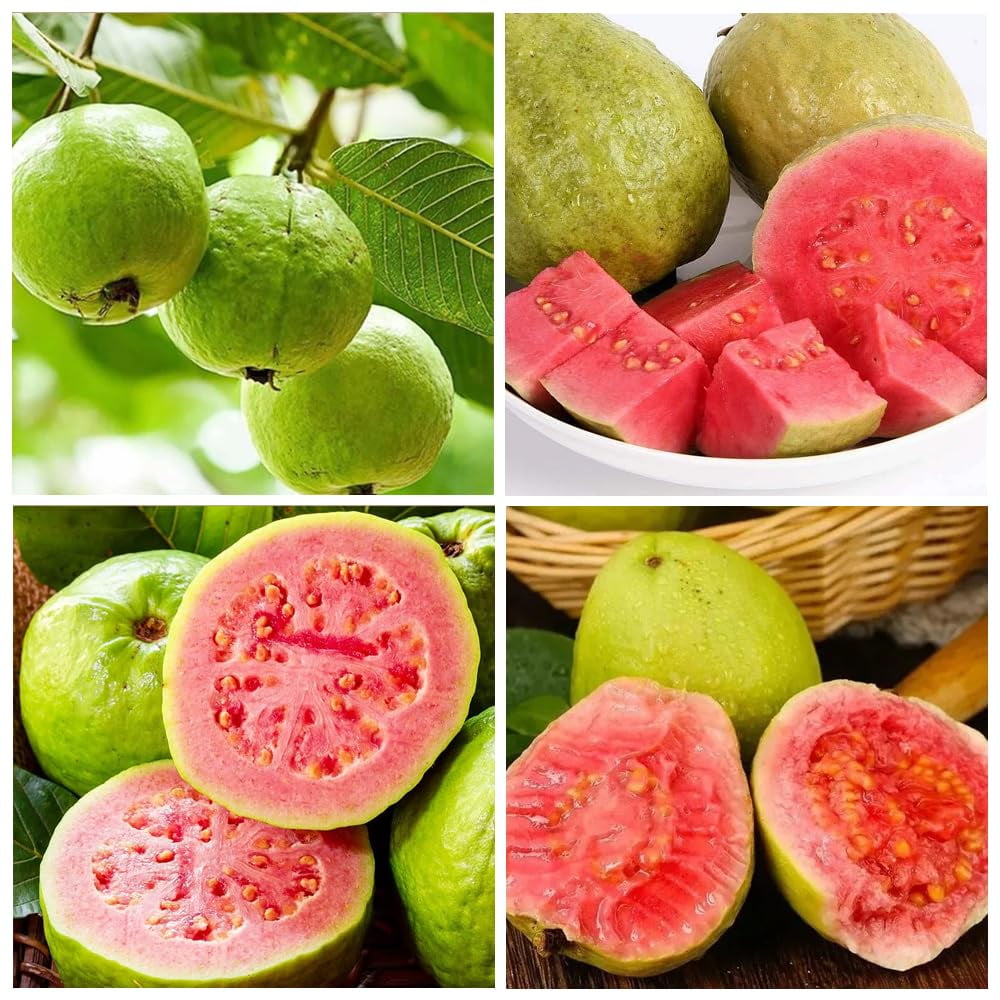 15+ Seed Guava TWE5 Fruit Seeds for Planting Outdoor-Non-GMO Heirloom ...