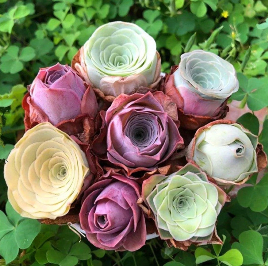 15 Seeds Aeonium Greenovia Aurea Mountain Rose Seeds Green Rose Rare ...