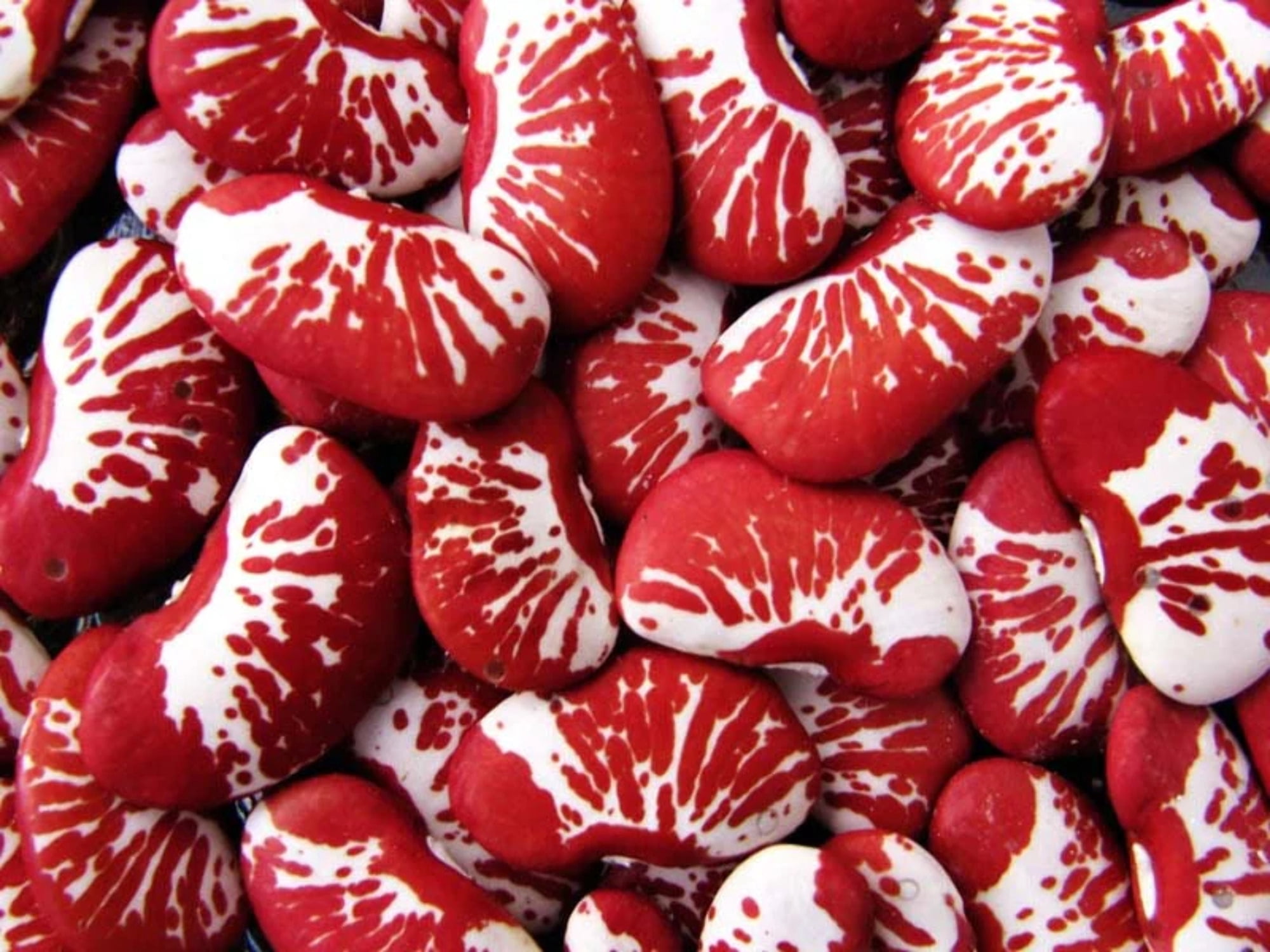 15 Seeds CHRISTMAS LIMA BEAN Calico Chestnut Phaseolus Lunatus Legume ...