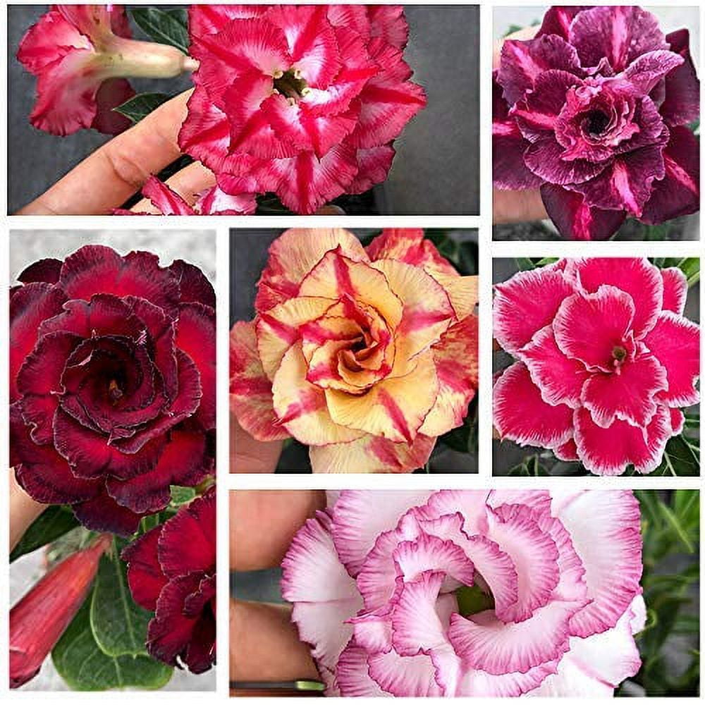 Liye Desert Rose Seeds, Colorful Flower Seeds for Home, Balcony, Garden ...