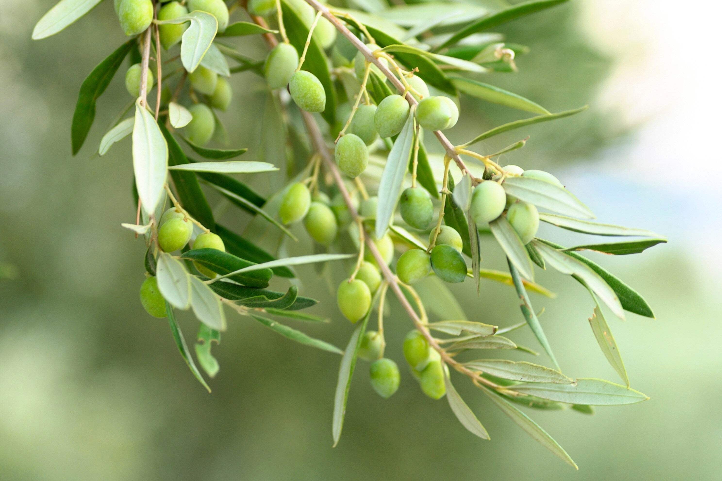 15 Seeds EUROPEAN OLIVE TREE Olea Europaea Edible Common Green Black ...