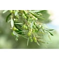 15 Seeds EUROPEAN OLIVE TREE Olea Europaea Edible Common Green Black ...