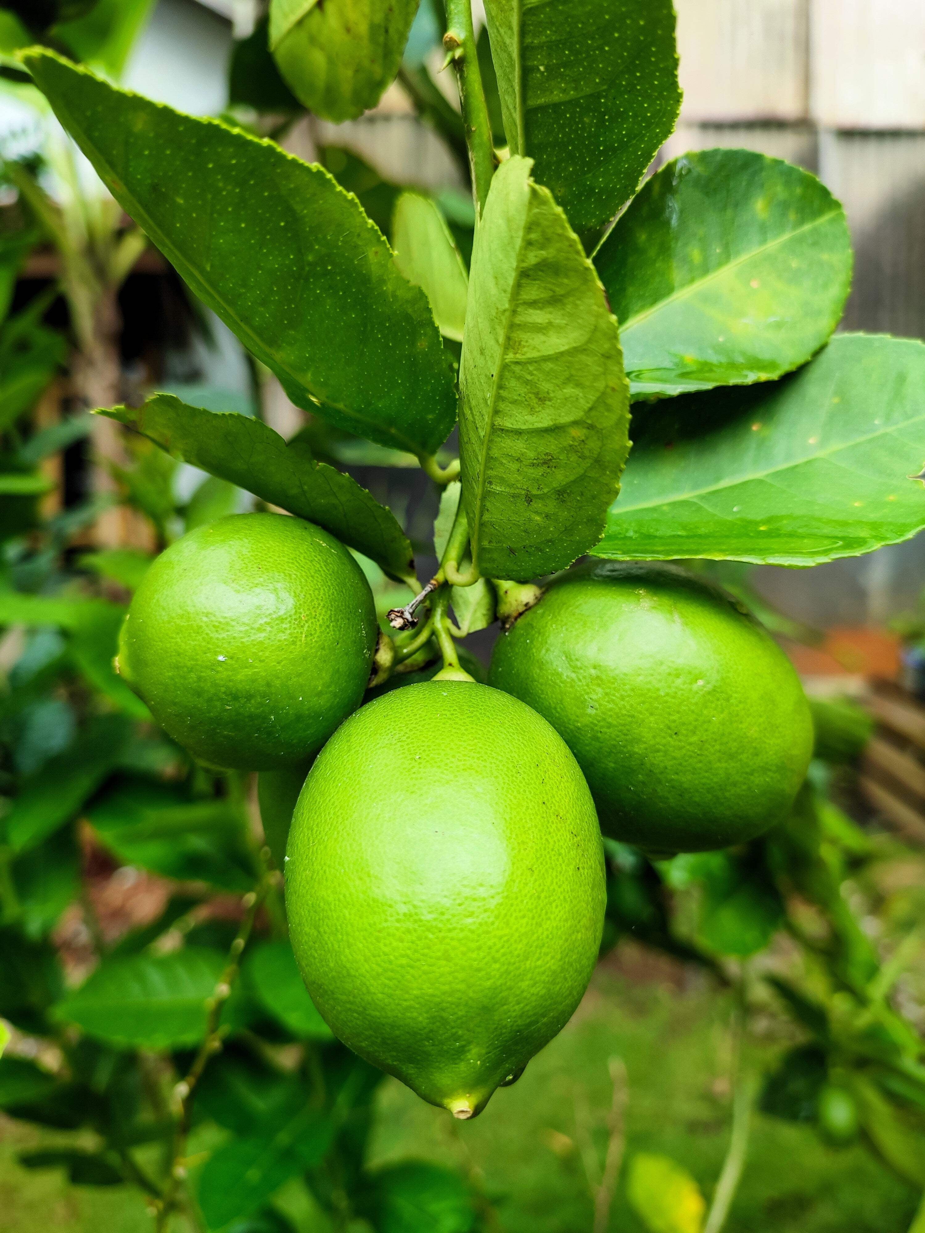 15 * Seeds KEY LIME Citrus Aurantifolia Fruit Tree Shrub Seeds - Walmart.com
