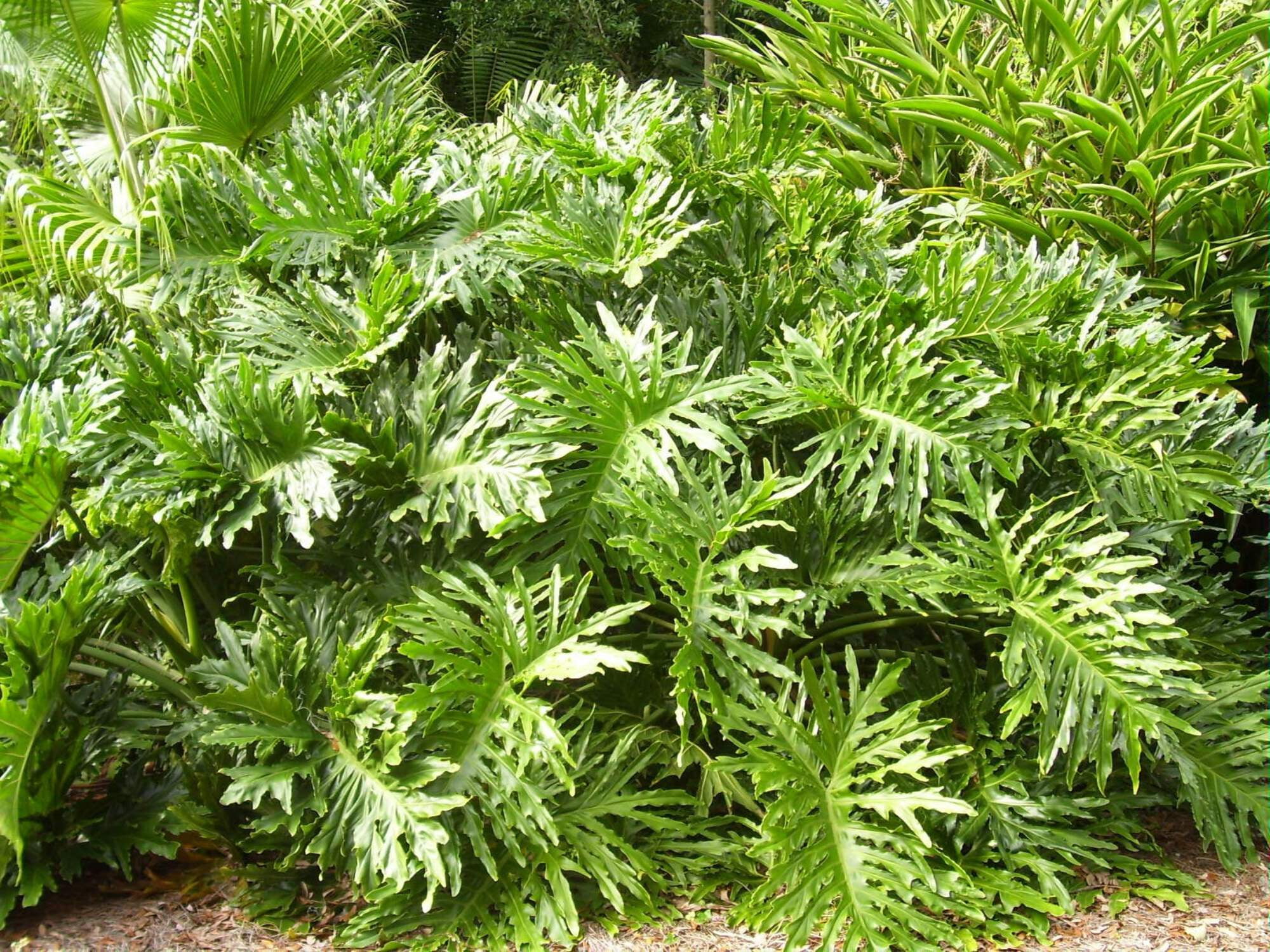 15 Seeds - Lacy TREE PHILODENDRON Split Leaf Cut-leaf Selloum House ...