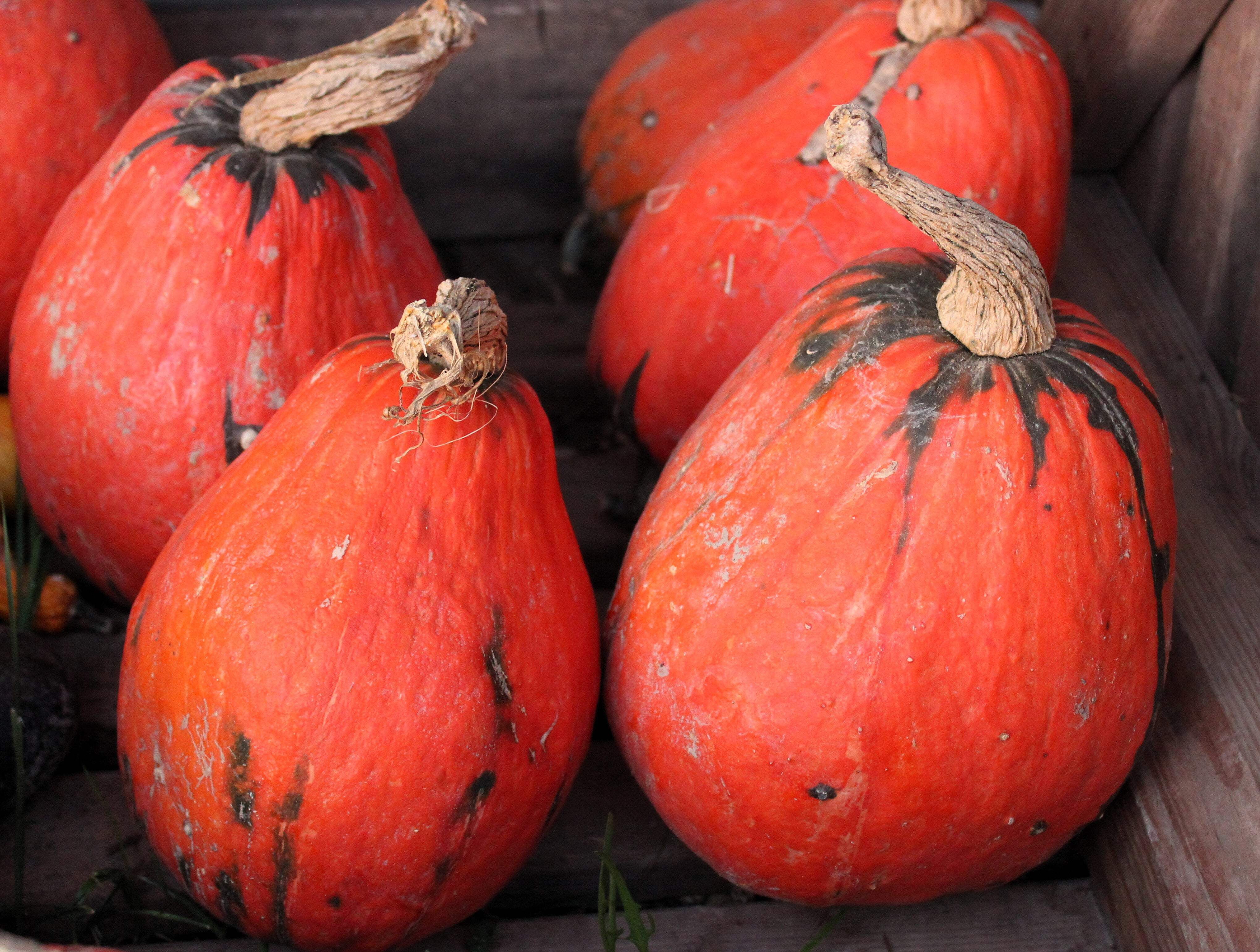 15 Seeds Orange Heirloom SQUASH Cucurbita Maxima Winter Red Orange ...