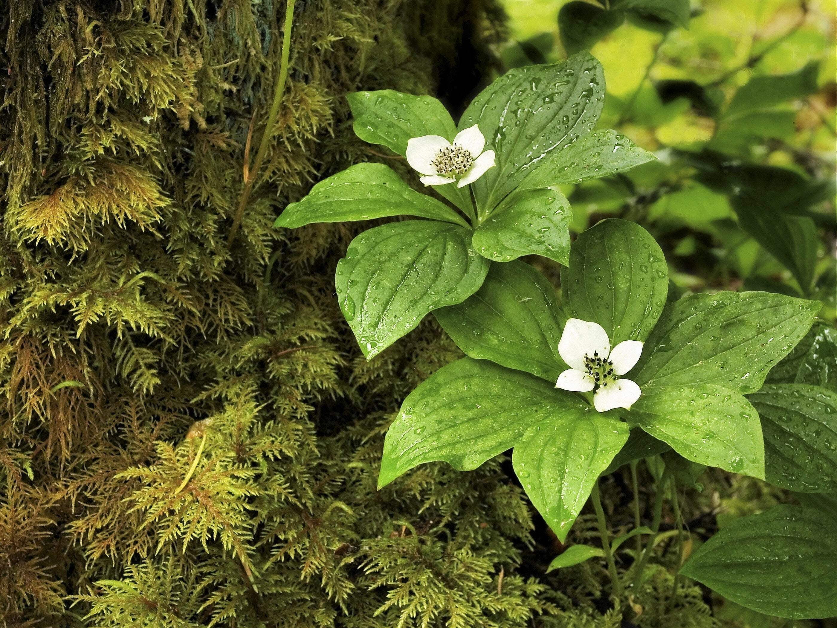 Seedville USA 15 Western Bunchberry Seeds, Alaskan Dogwood, White ...