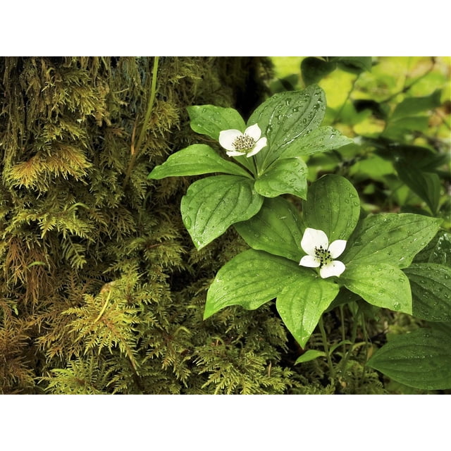 15 Seeds WESTERN BUNCHBERRY Alaskan Dogwood Canadian Cornus ...