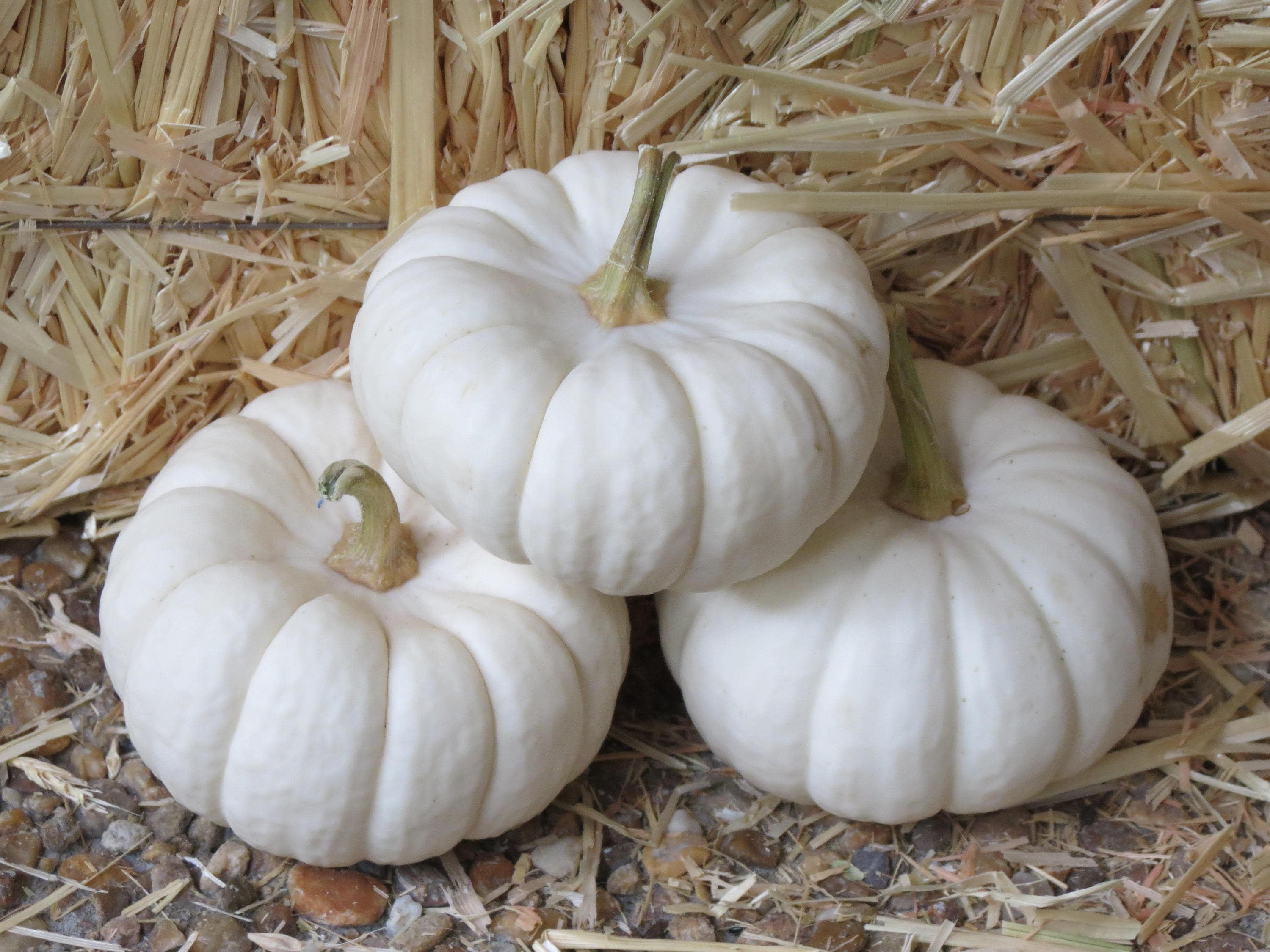 15 Seeds WHITE Baby Boo MINI PUMPKIN Miniature Cucurbita Pepo Vegetable ...