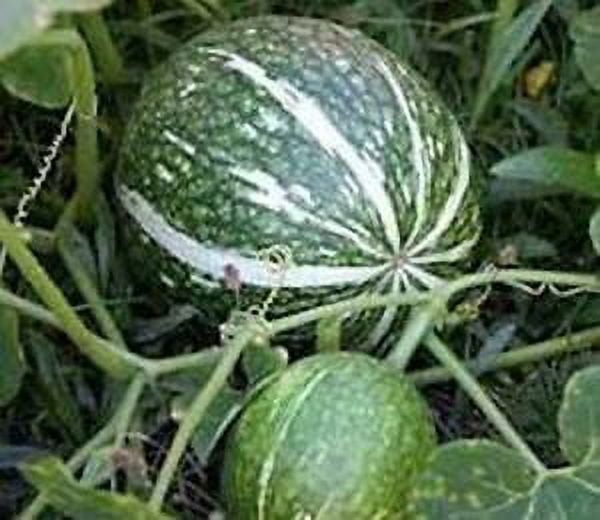 ```15 TREATED Shark Fin Melon Squash Seeds Gom bo Cucurbita ficifolia ...