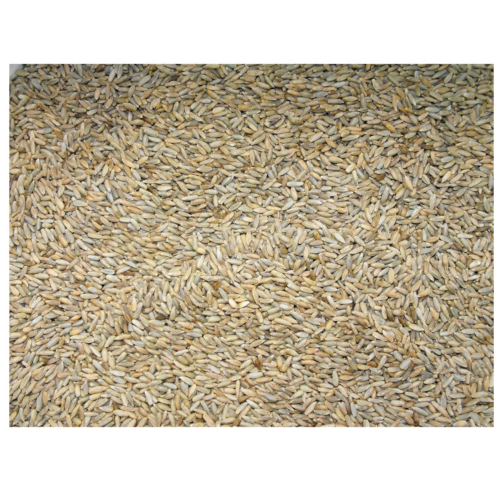 15 lb Cereal Rye Grain Seeds Open Pollinated Cover Crop Forage Deer ...