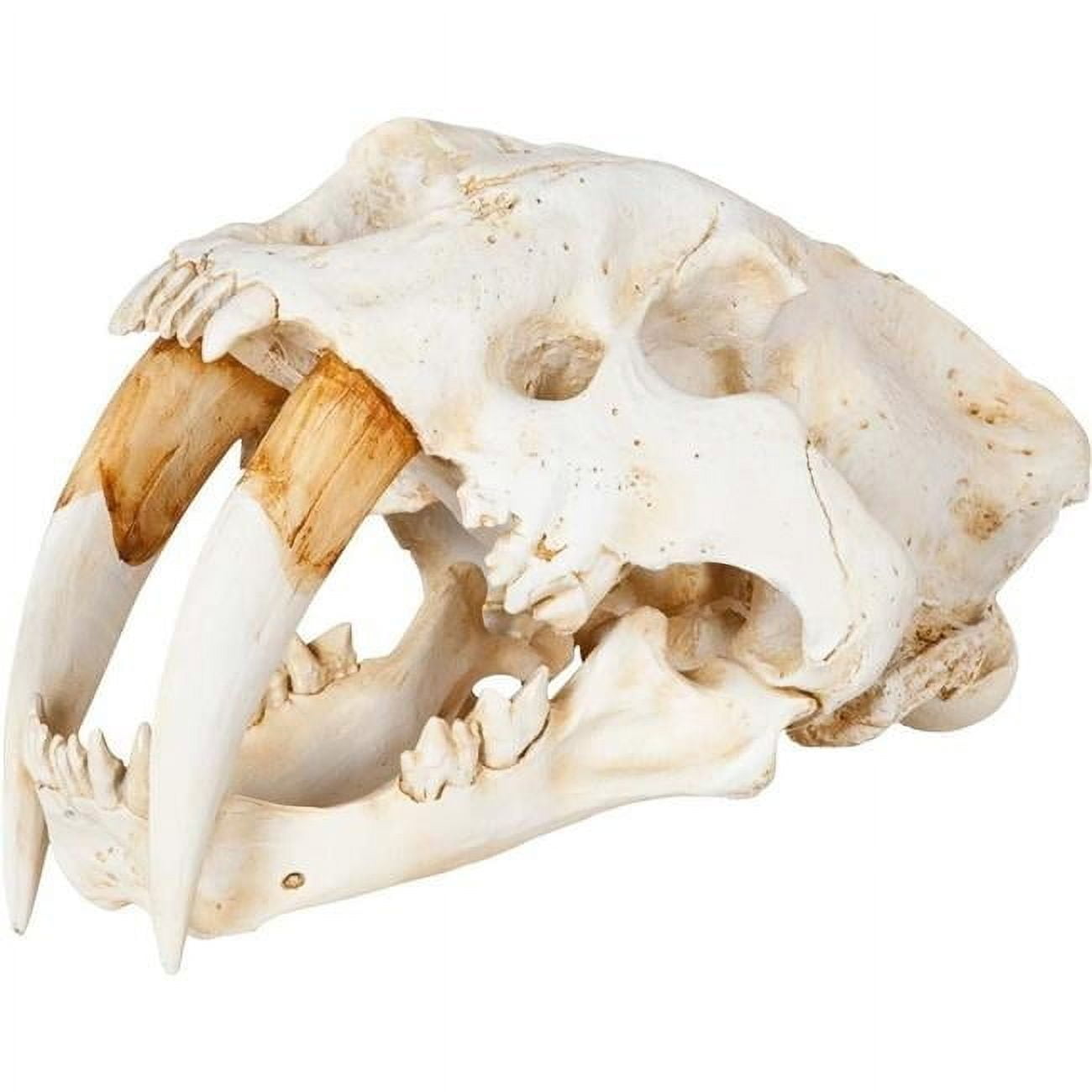 15 x 9 x 9 in. Authentic Replica White Sabertooth Skull Sculpture ...