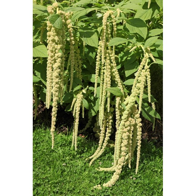 150 AMARANTHUS GREEN TAILS Amaranthus Caudatus Flower Seeds - Walmart.com