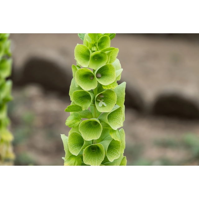 150 BELLS OF IRELAND ( Lady In The Bathtub / Shell Flower ) Moluccella ...