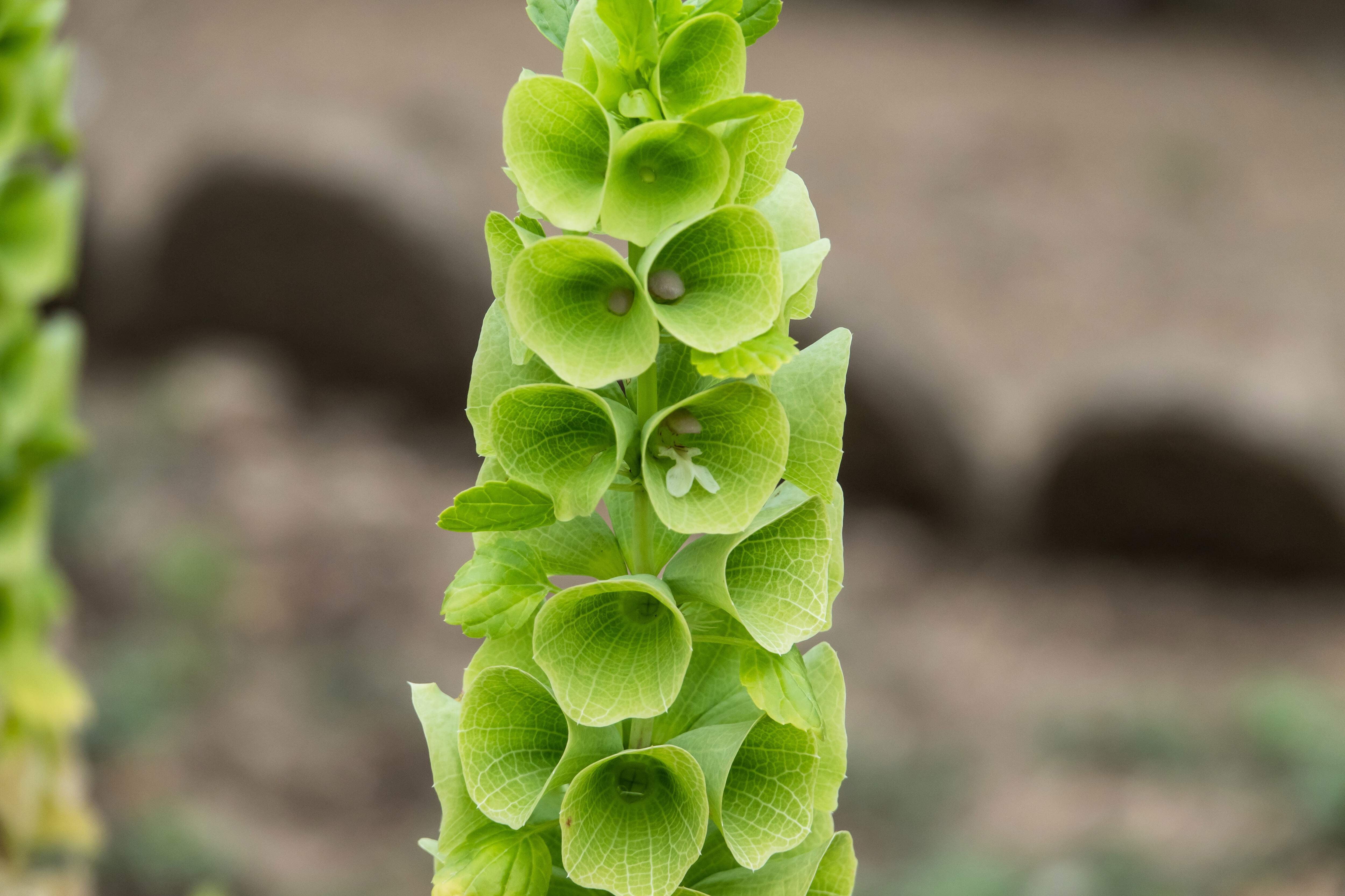150 BELLS OF IRELAND ( Lady In The Bathtub / Shell Flower ) Moluccella ...