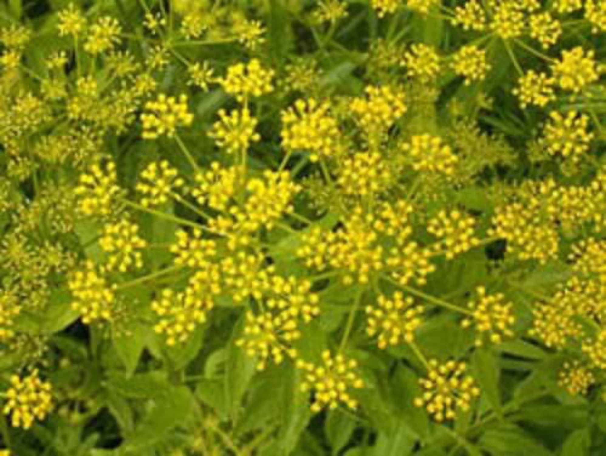 150 GOLDEN ALEXANDER (Golden Zizia / Meadow Zizia) Zizia Aurea Flower ...