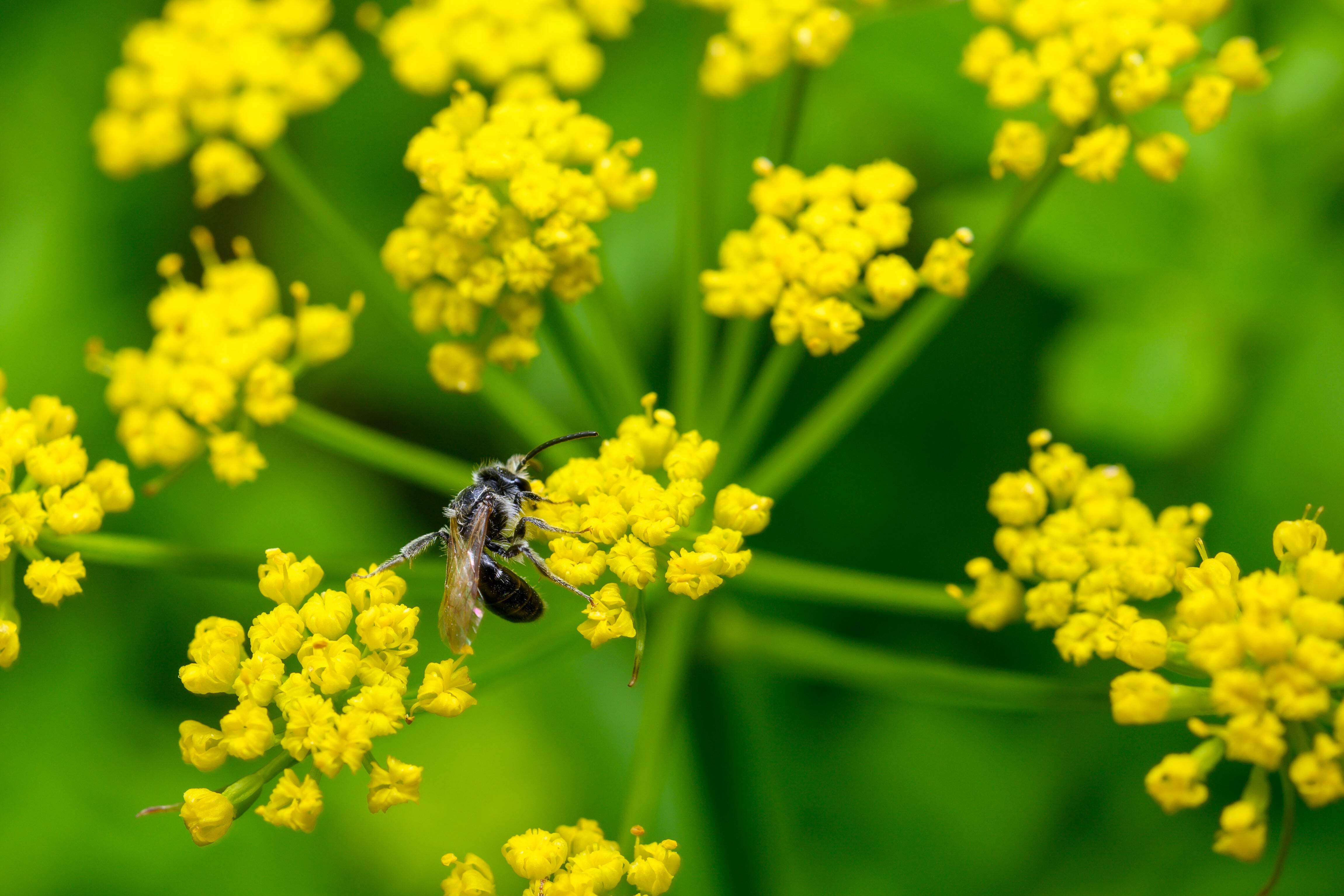 150 GOLDEN ALEXANDER (Golden Zizia / Meadow Zizia) Zizia Aurea Flower ...
