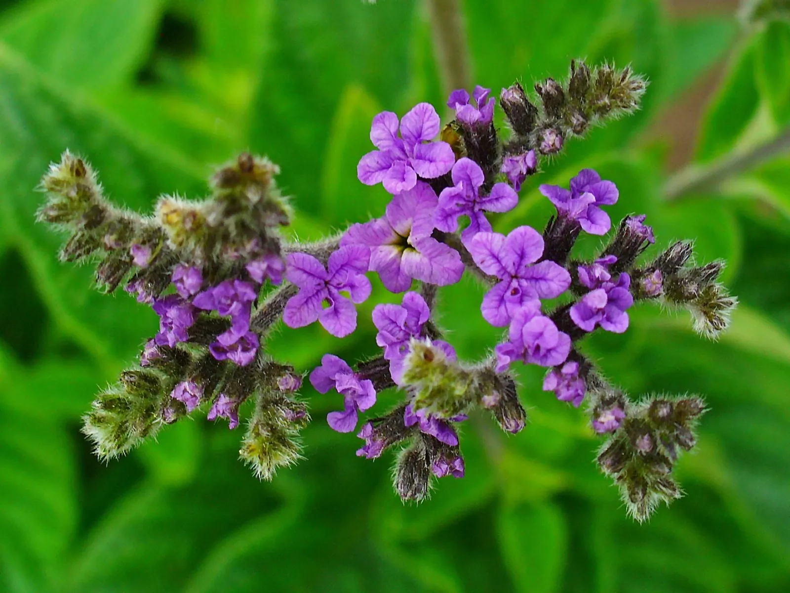 150 Heliotrope Seeds - Heliotropium arborescens - Medicinal and ...