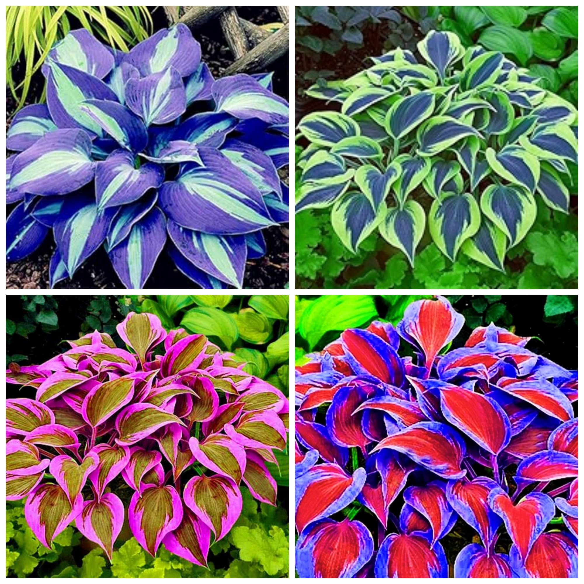 150+ Hosta Seeds Heart-Shaped Hosta Bare MVR1 Roots - Rich Foliage, Low ...