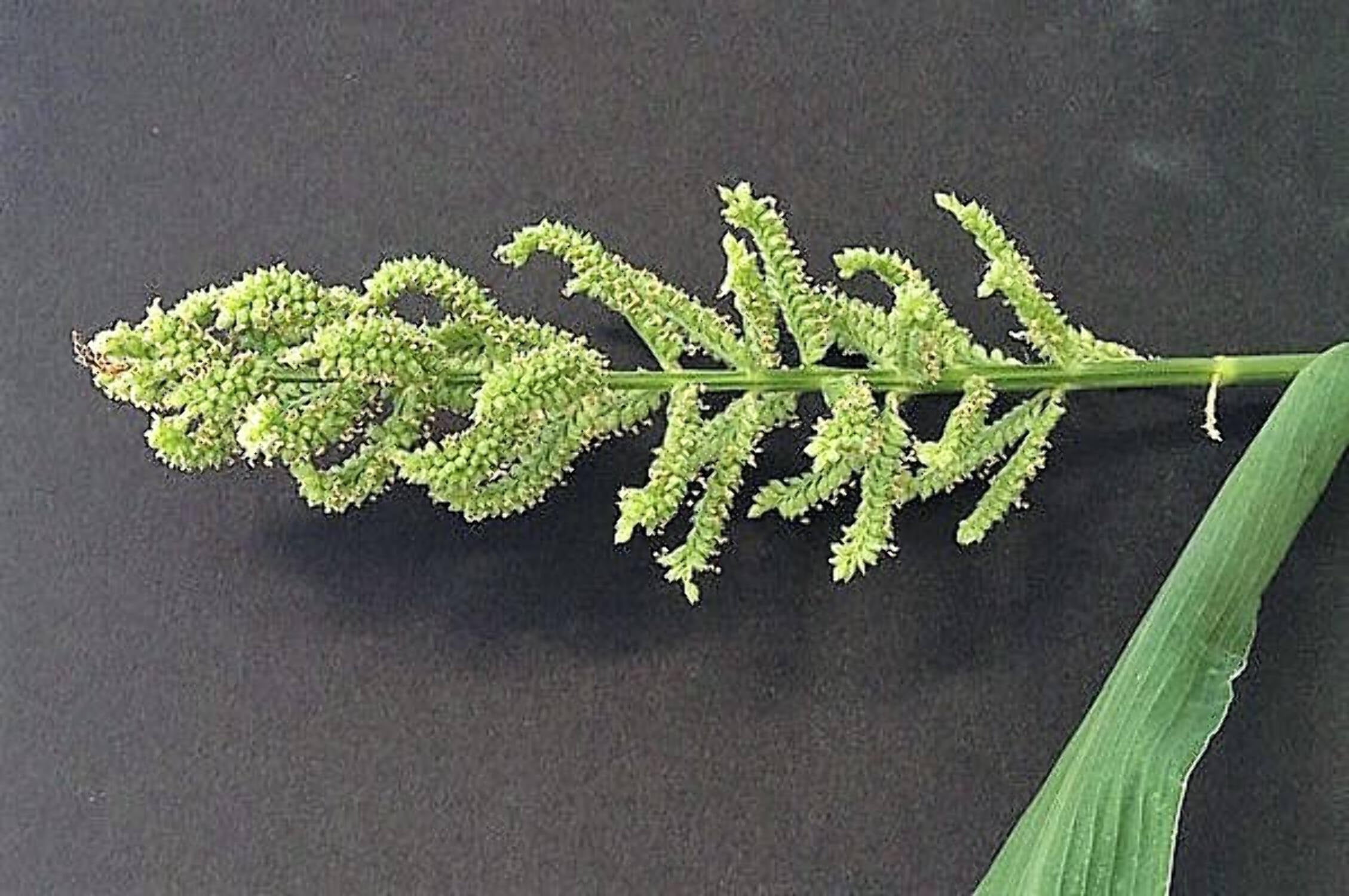 150 JAPANESE MILLET Billion Dollar Grass Grain Echinochloa Frumentacea ...