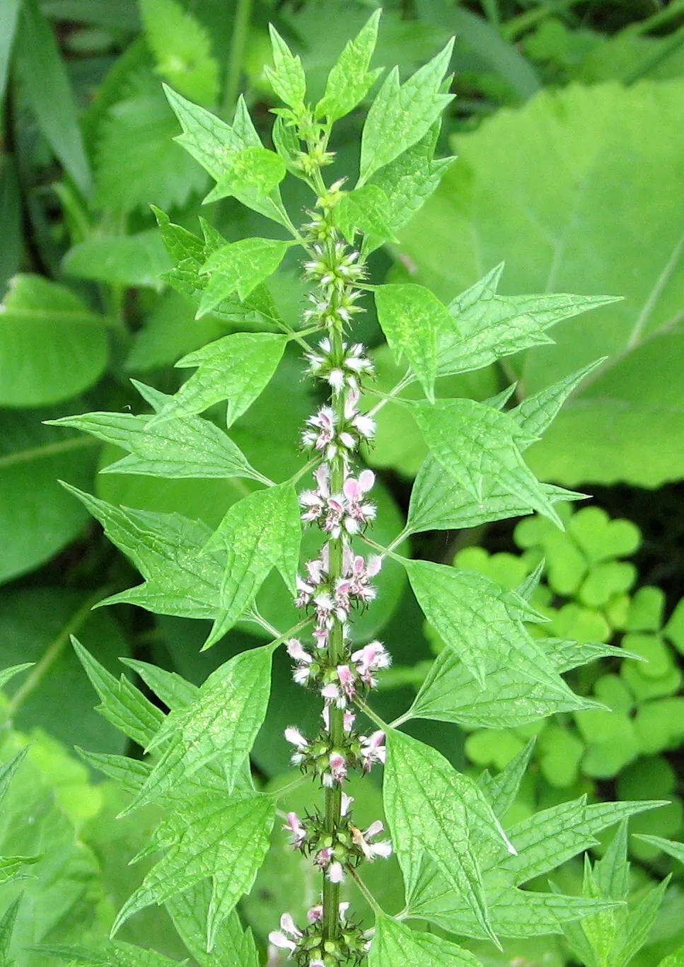 150 Leonurus cardiaca Seeds - Motherwort Seeds - Medicinal Herb ...