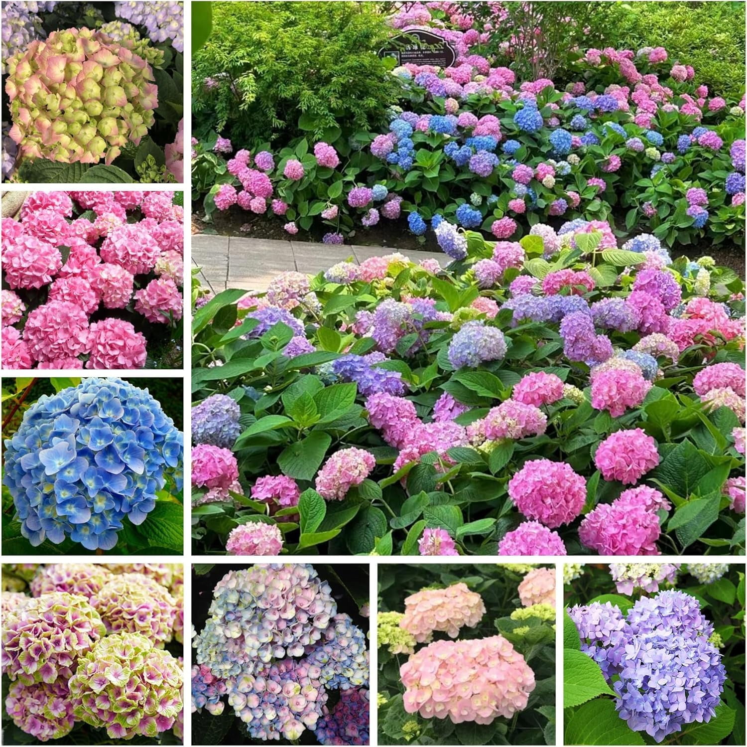150+ Mixed Hydrangea Seeds for Planting Flowers MHD1Bush Plants Garden ...
