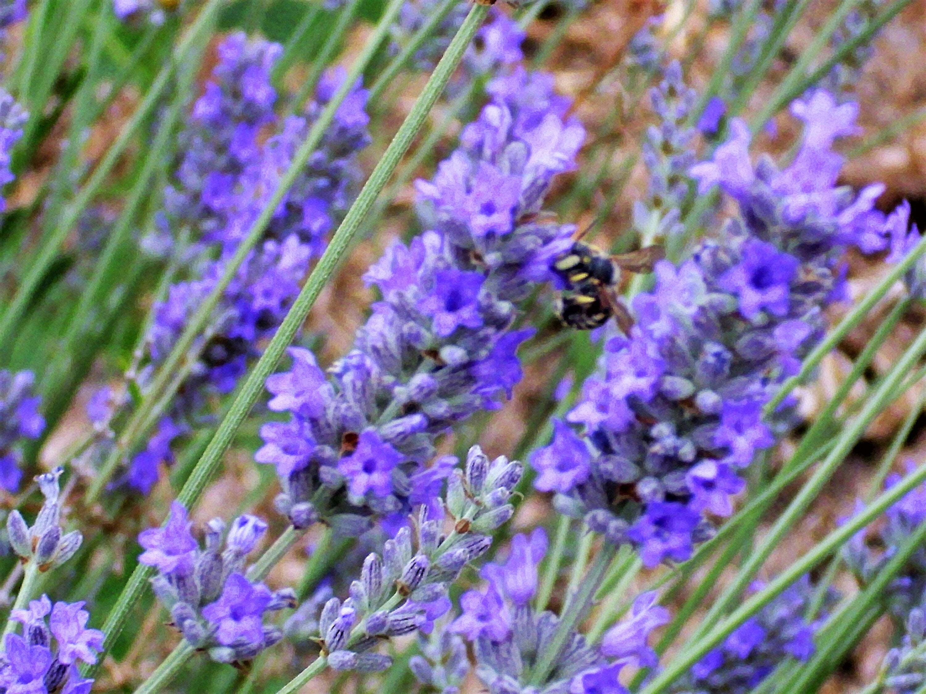 150 Portuguese SPIKE LAVENDER Lavandula Latifolia syn. Spica ...
