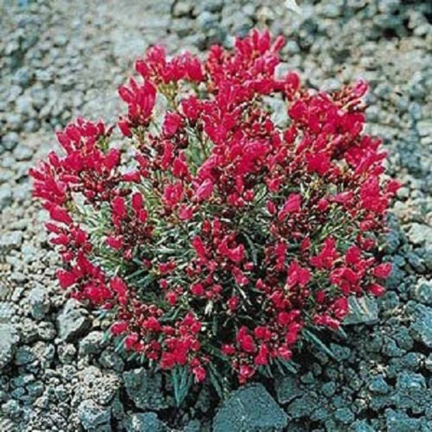 150 RED ROCK PURSLANE ' Ruby Tuesday ' Calandrinia Umbellata Flower ...